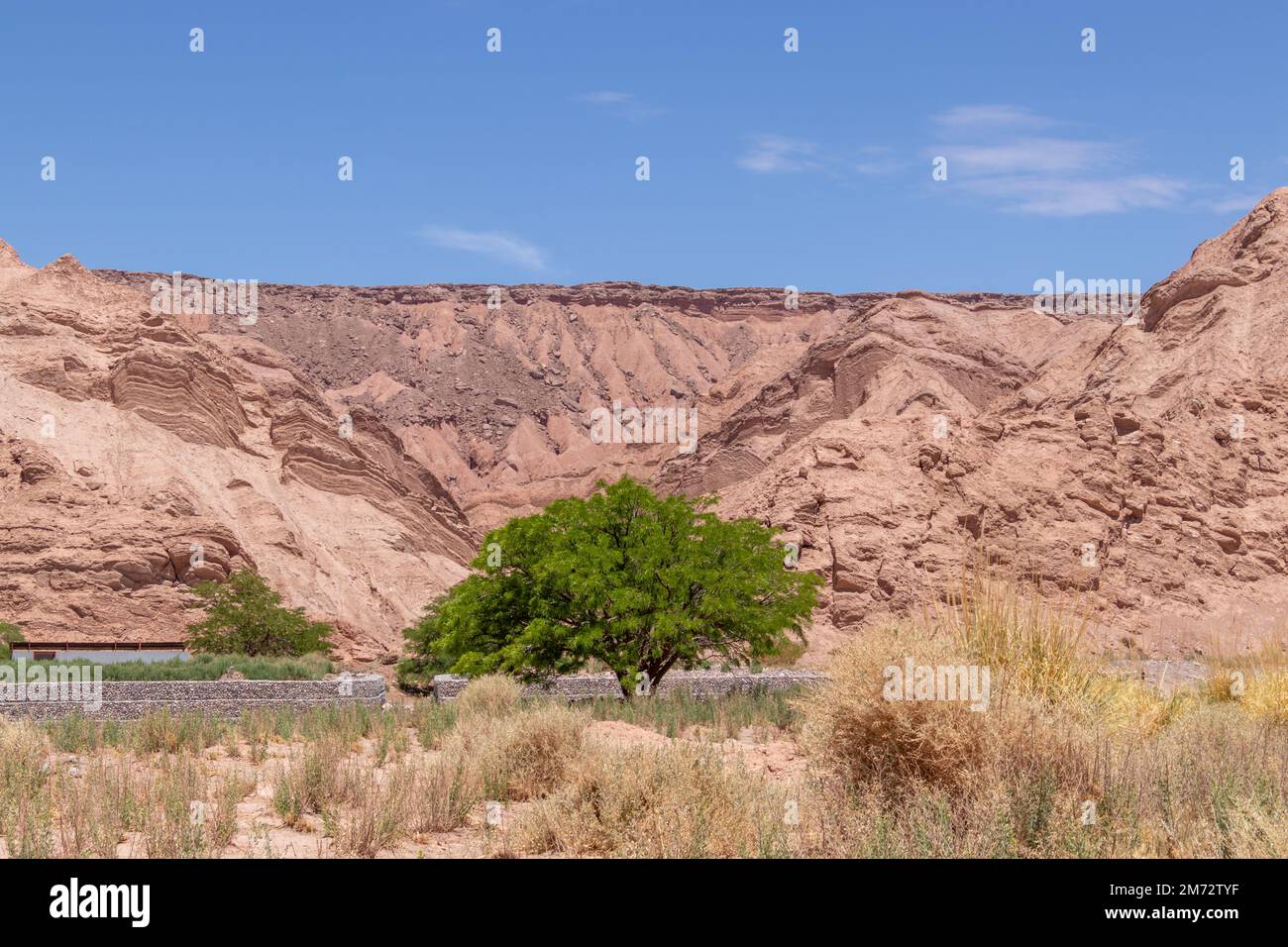 Green tree middle of Catarpe valley, one of the most arid zones of ...