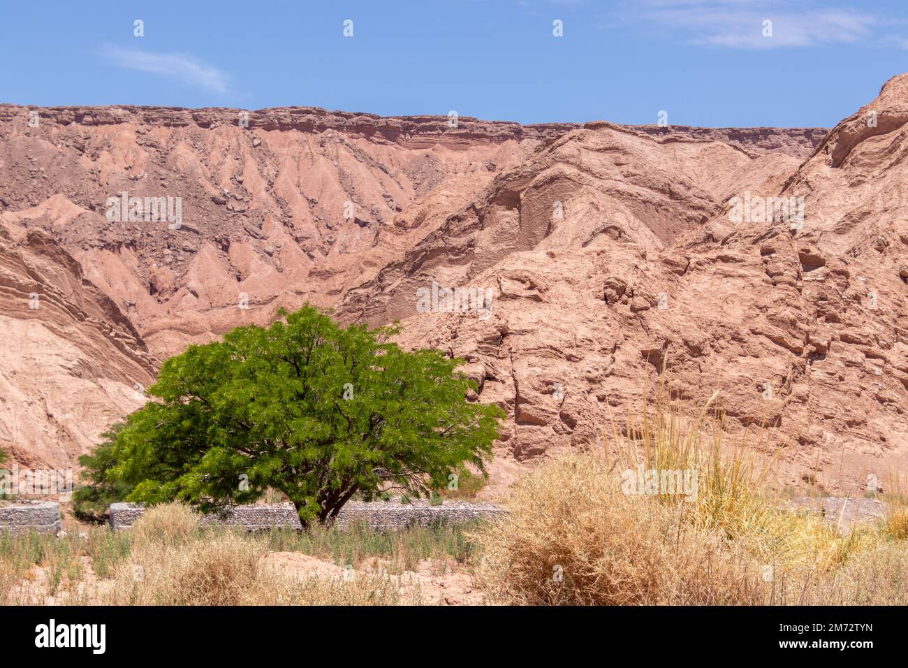 Green tree middle of Catarpe valley, one of the most arid zones of ...