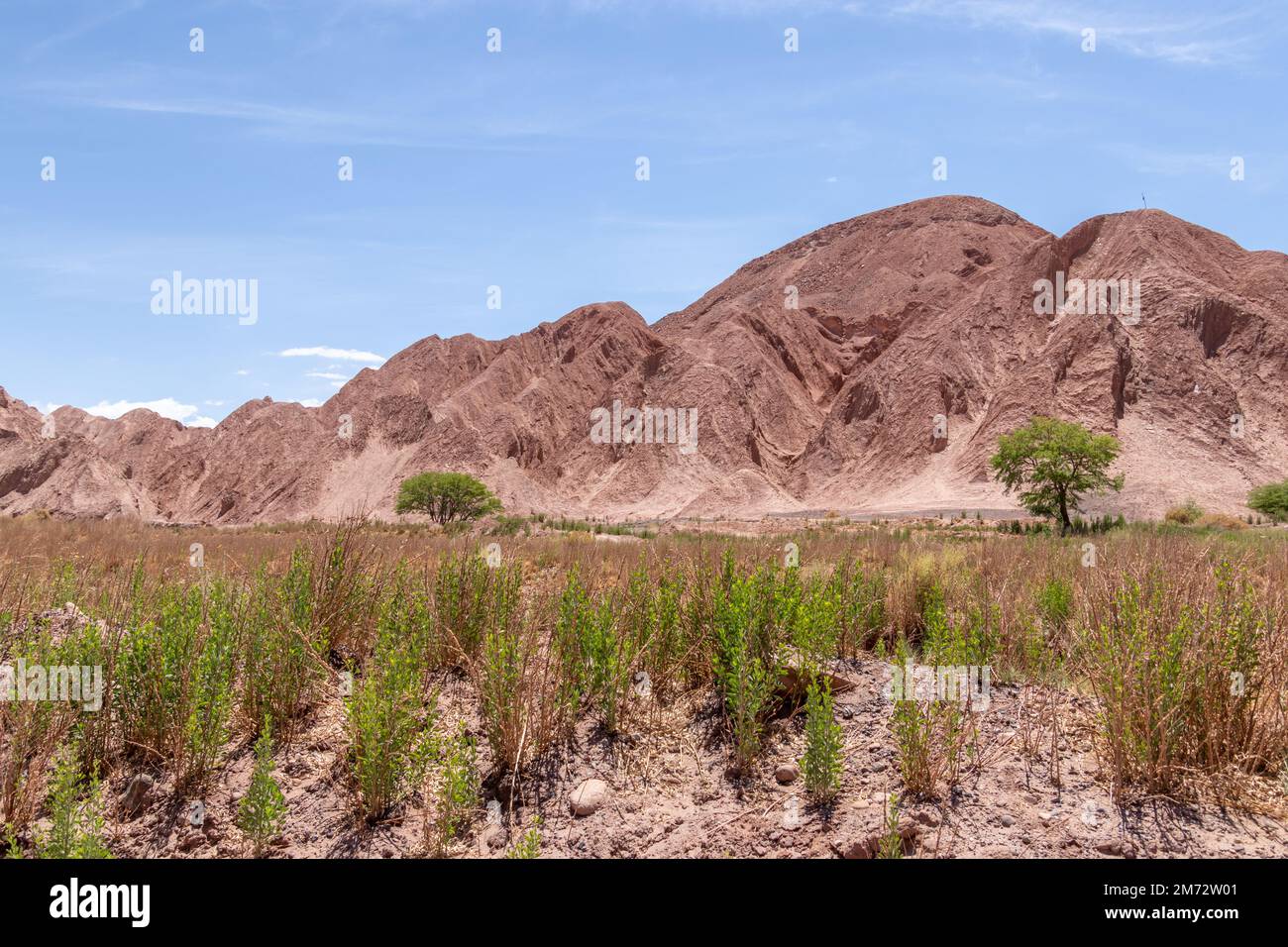 Green plants growing in the middle of Catarpe valley, one of the most ...