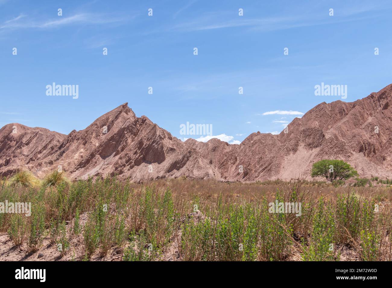 Green plants growing in the middle of Catarpe valley, one of the most ...