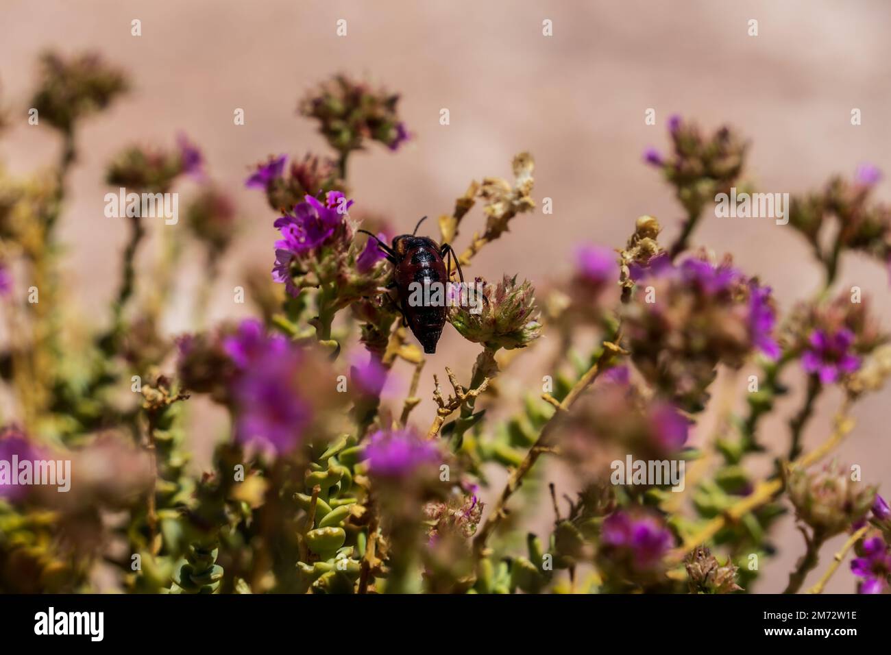 A selective focus of a Meloinae on lilac flowers growing in the Atacama ...