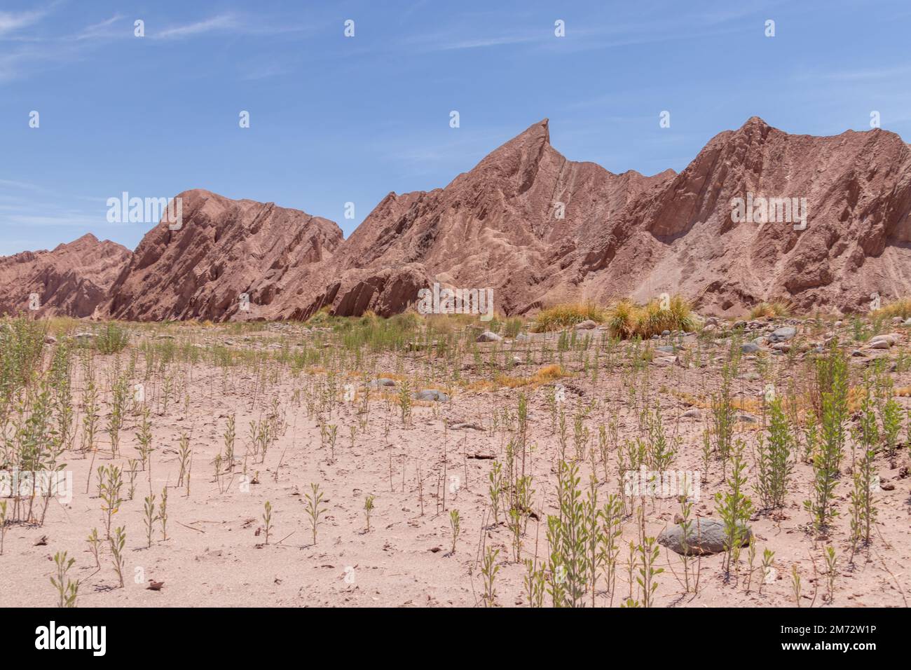 How Do Plants Grow In The Atacama Desert at Marilyn Rose blog