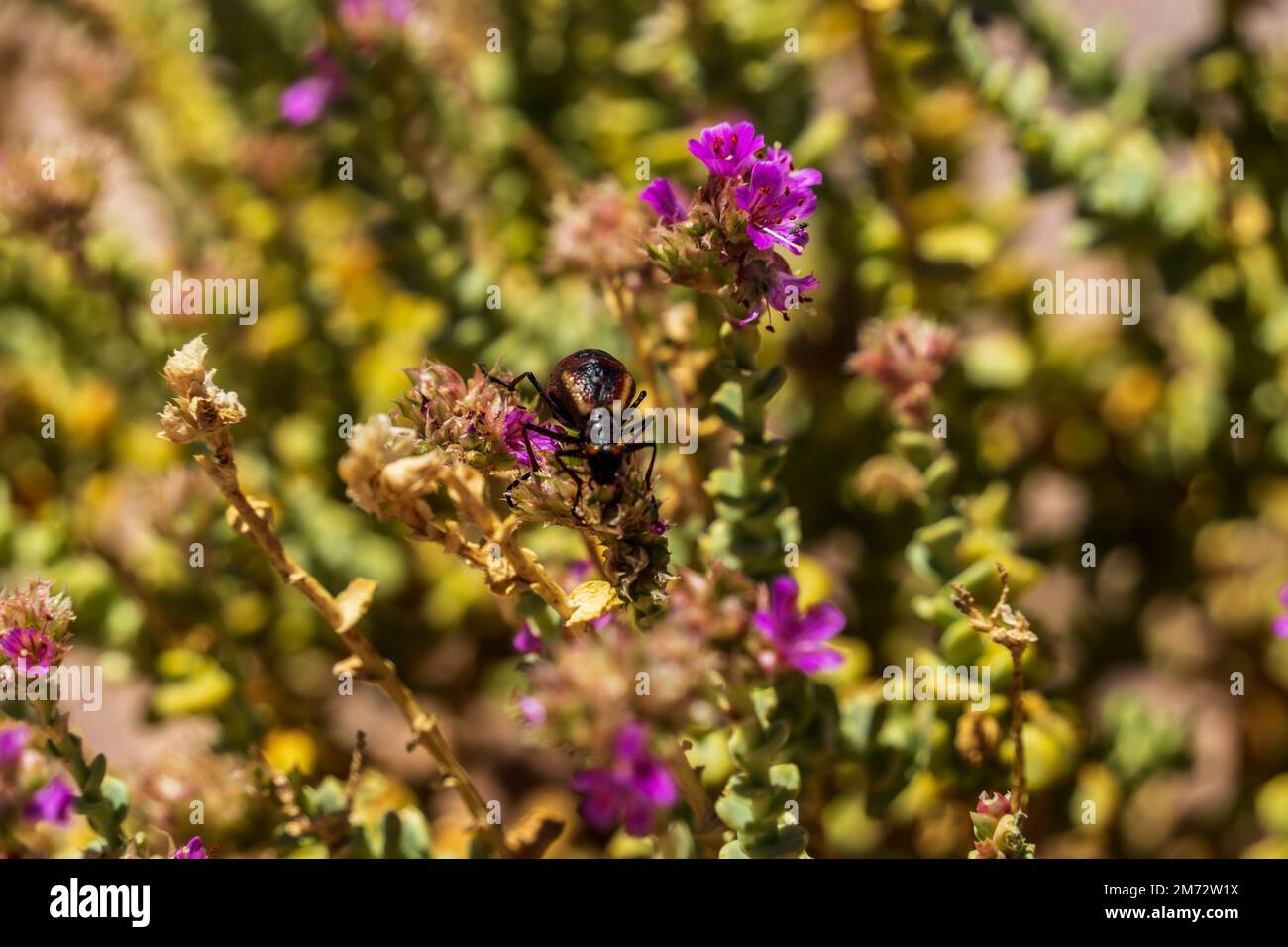A selective focus of a Meloinae on lilac flowers growing in the Atacama ...