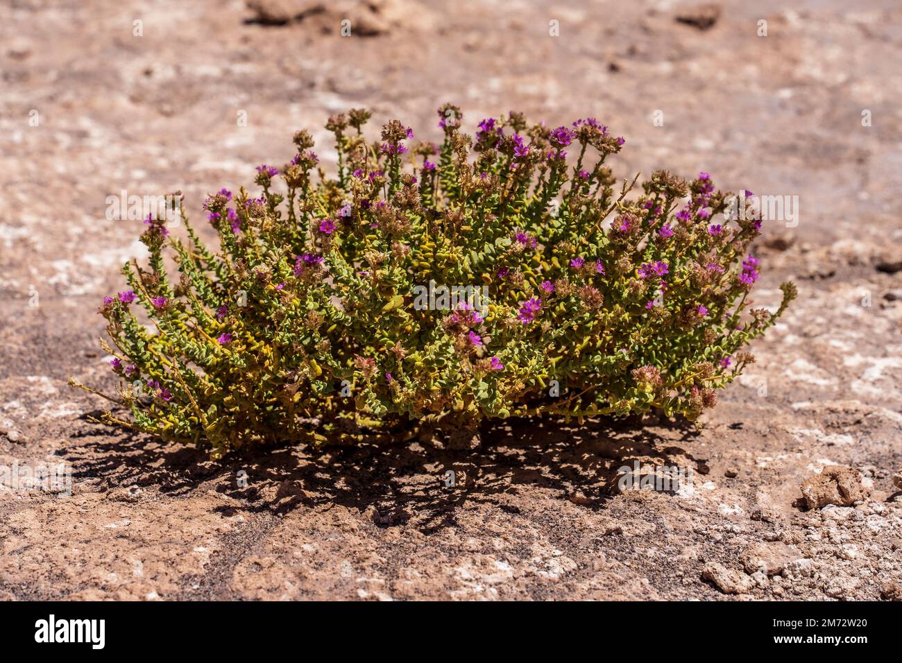 A closeup of lilac flower bush growing in the Atacama desert, Chile ...