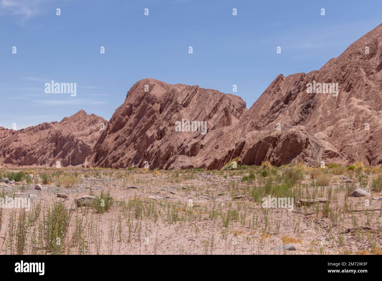 Green plants growing in the middle of Catarpe valley, one of the most ...