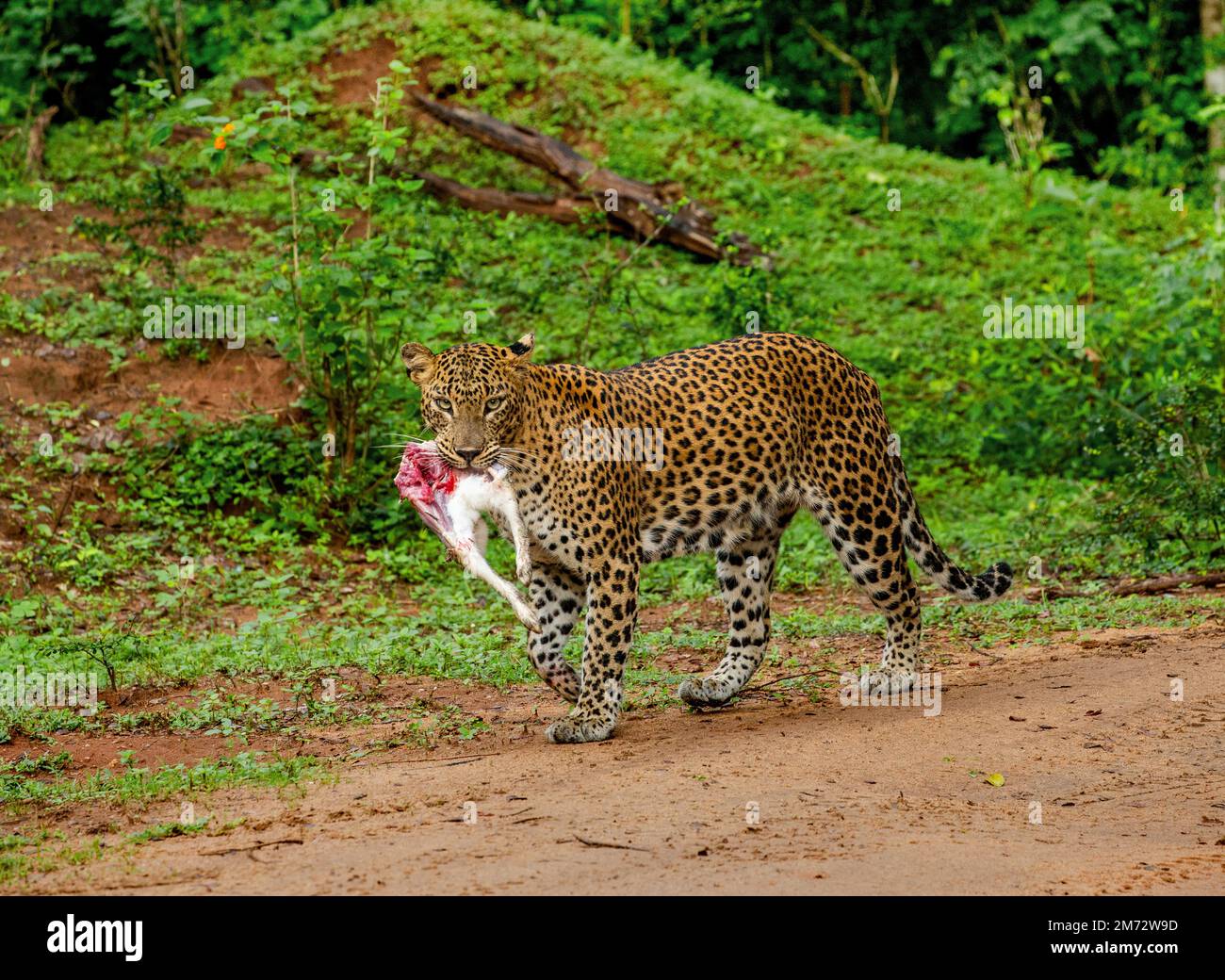 Leopard (Panthera pardus kotiya) with prey is walking along a forest ...