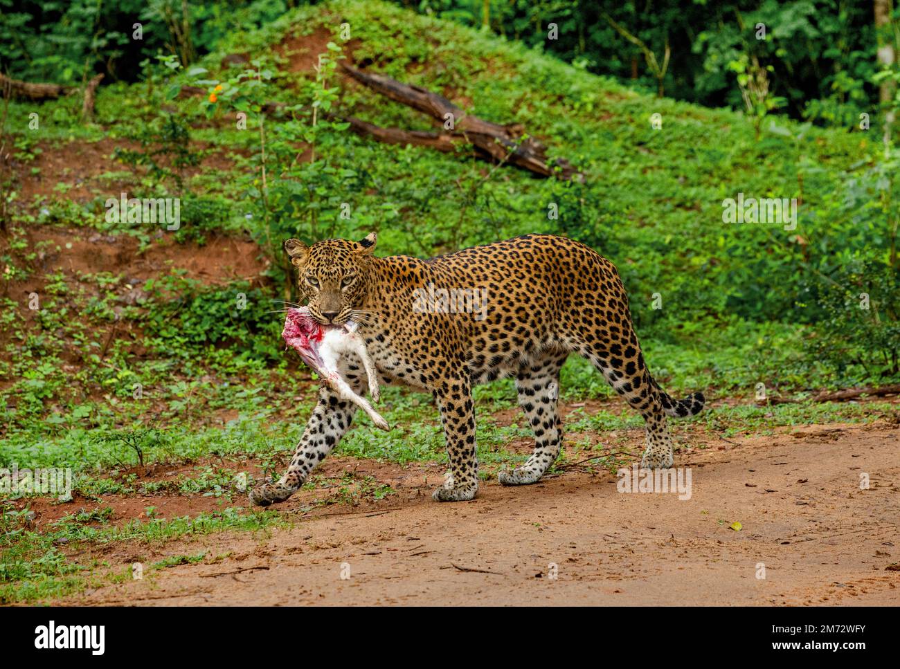 Leopard (Panthera pardus kotiya) with prey is walking along a forest ...