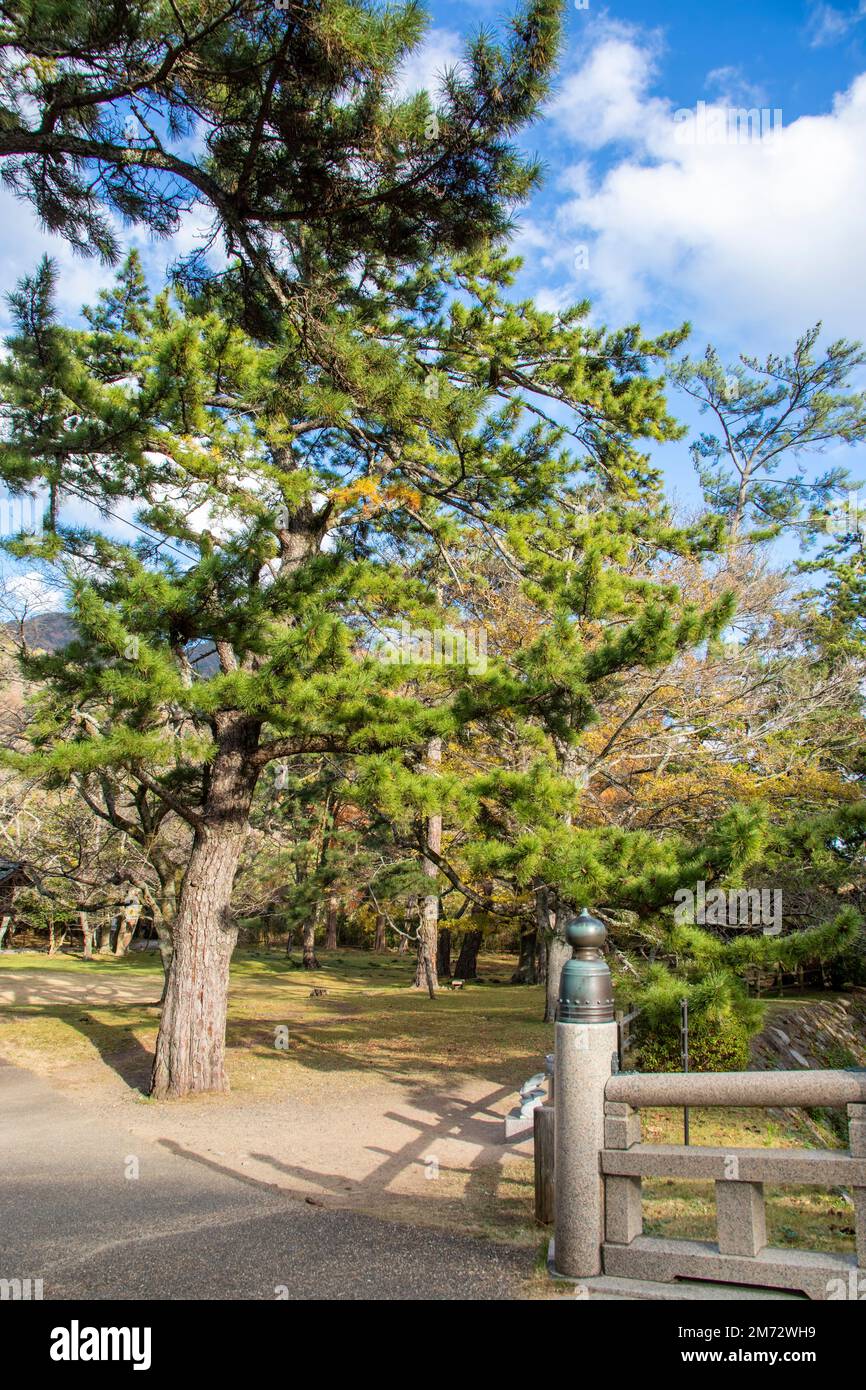the autumn view of Garden in Shrine Izumo-taisha in Izumo, Shimane ...