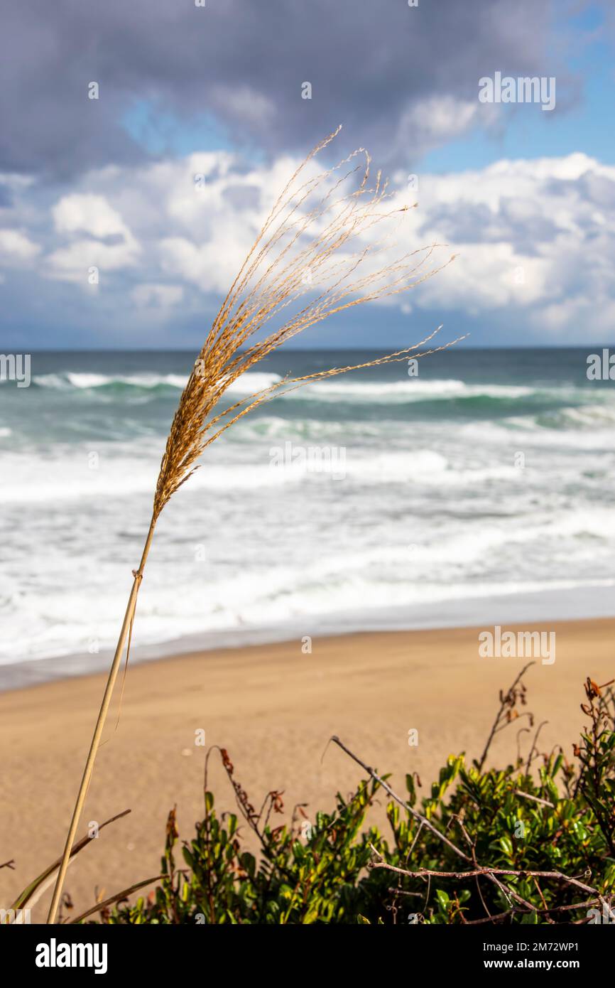 Hakuto hi-res stock photography and images - Alamy