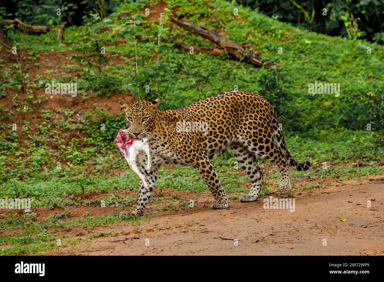 Leopard (Panthera pardus kotiya) with prey is walking along a forest ...