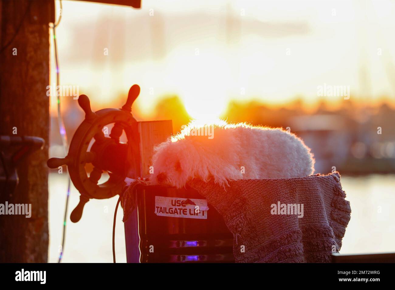 Silhouette of a sleeping dog against sunset sky, Gippsland Lakes ...