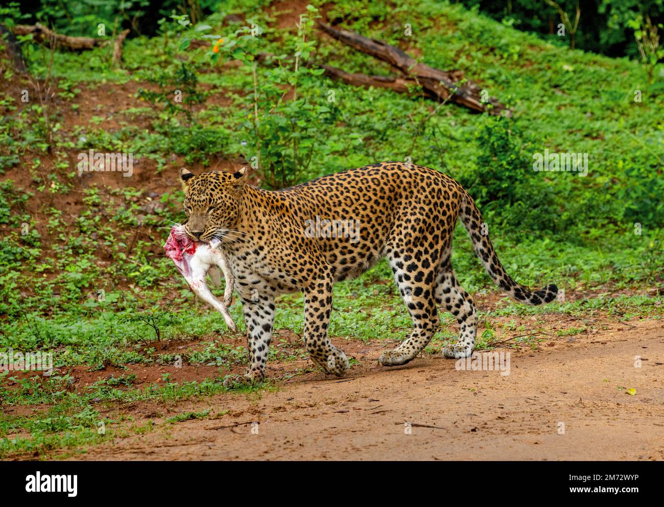 Leopard (Panthera pardus kotiya) with prey is walking along a forest ...