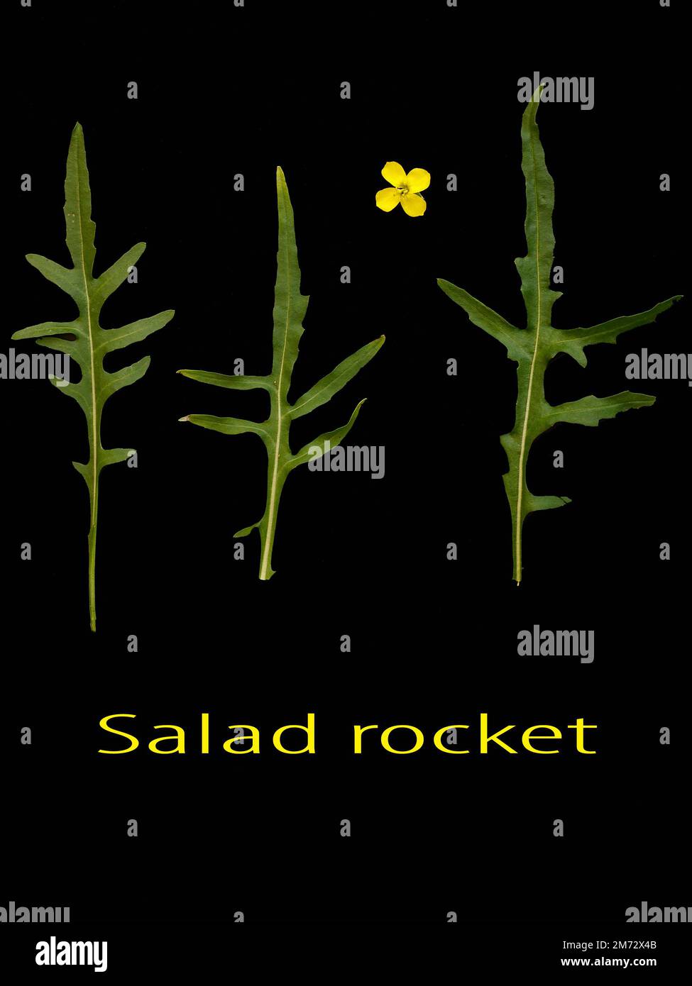 Green Arugula leaves and yellow flower with a yellow horizontal text ...