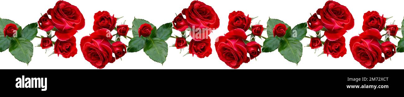 Banner design with roses hi-res stock photography and images - Alamy