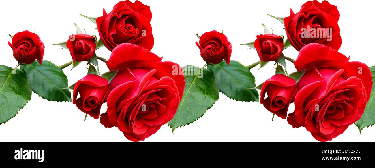 red roses,seamless composition element,floral frame design,banner ...