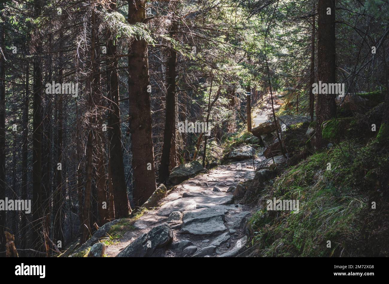 Stone trail in the shady forest. Mystic path in the mountains Stock ...