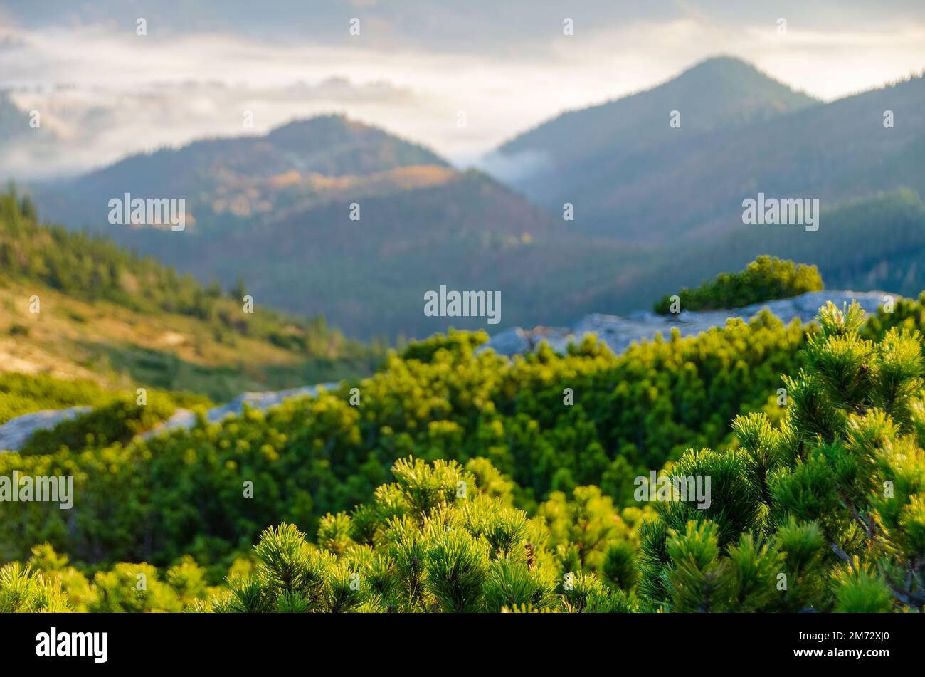 Scenic mountain background. Selective focus on pine trees on the ...