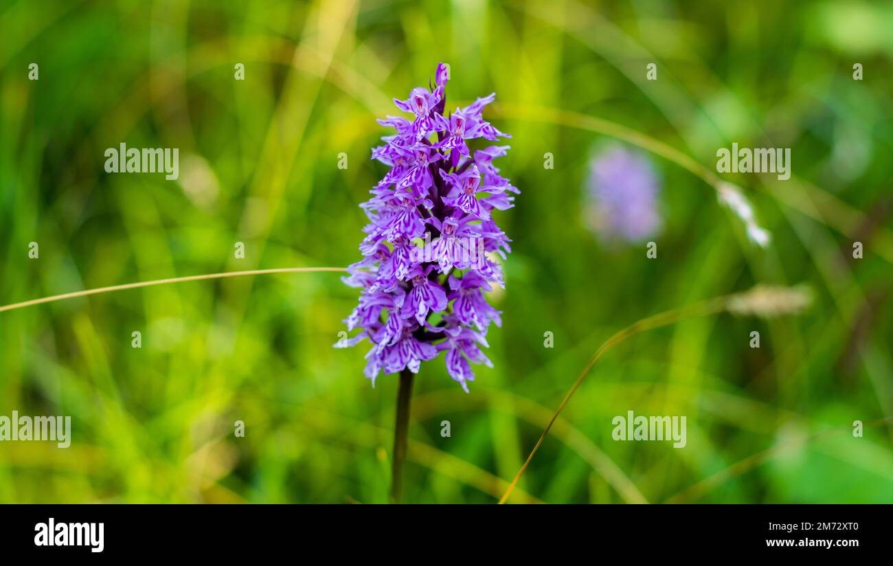 Orchid in an alpine field hi-res stock photography and images - Alamy