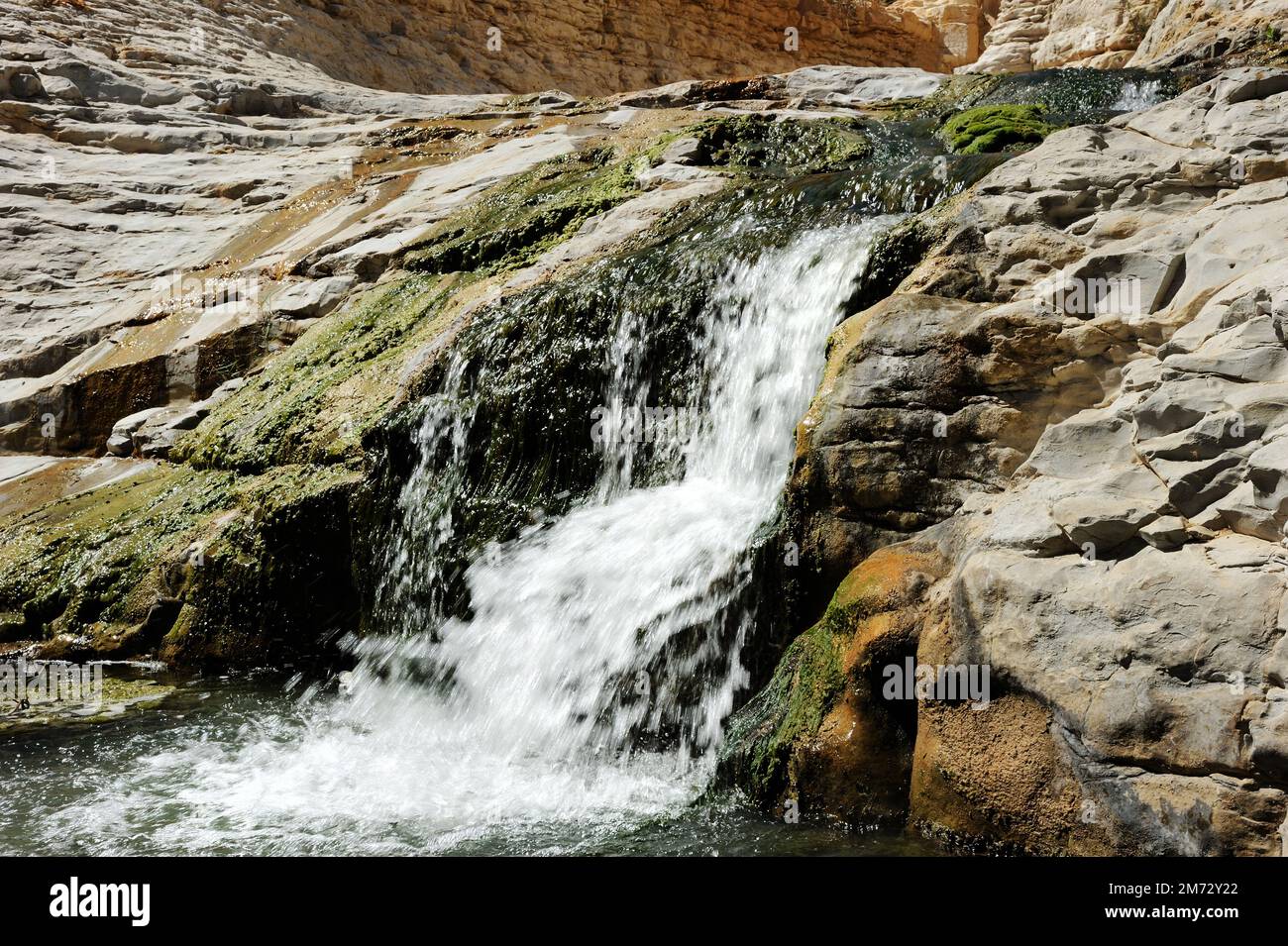 Streams and waterfalls Nature Reserve Ein Gedi at the Dead Sea in ...