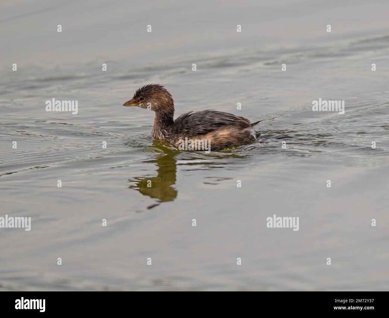 A little grebe bird swimming in a pond Stock Photo - Alamy