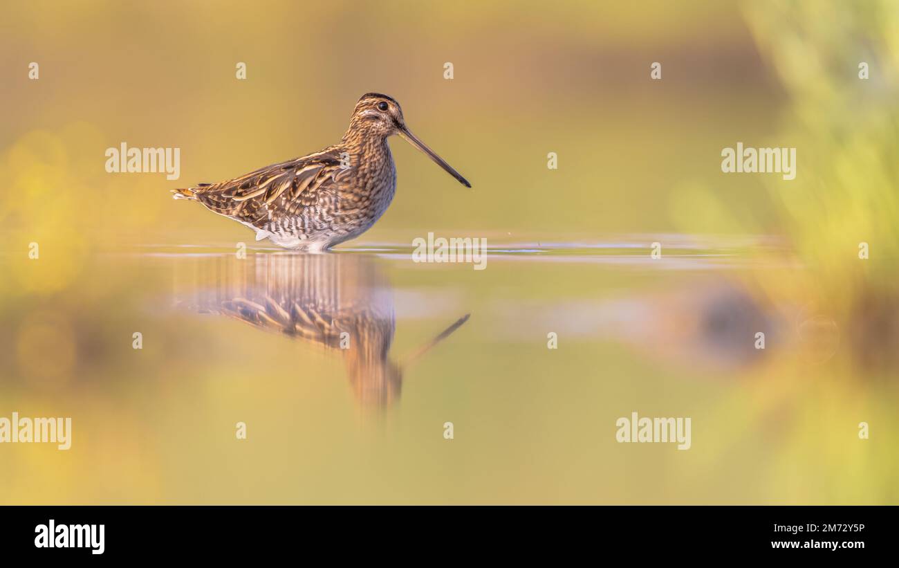 Common snipe (Gallinago gallinago) is a small, stocky wader bird native ...