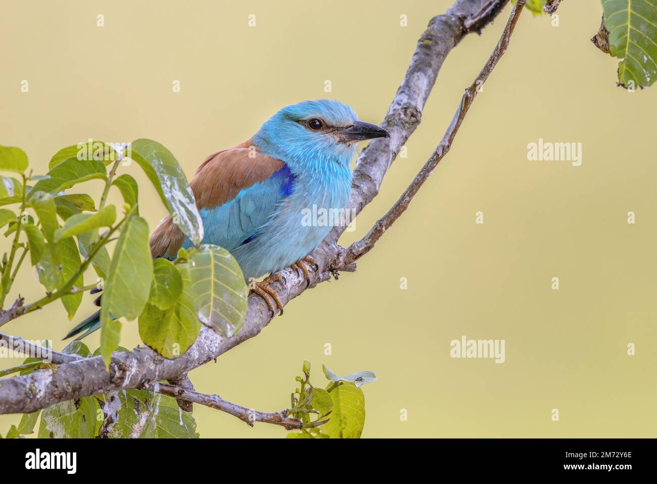 European roller (Coracias garrulus) perched on branch. This Migratory ...