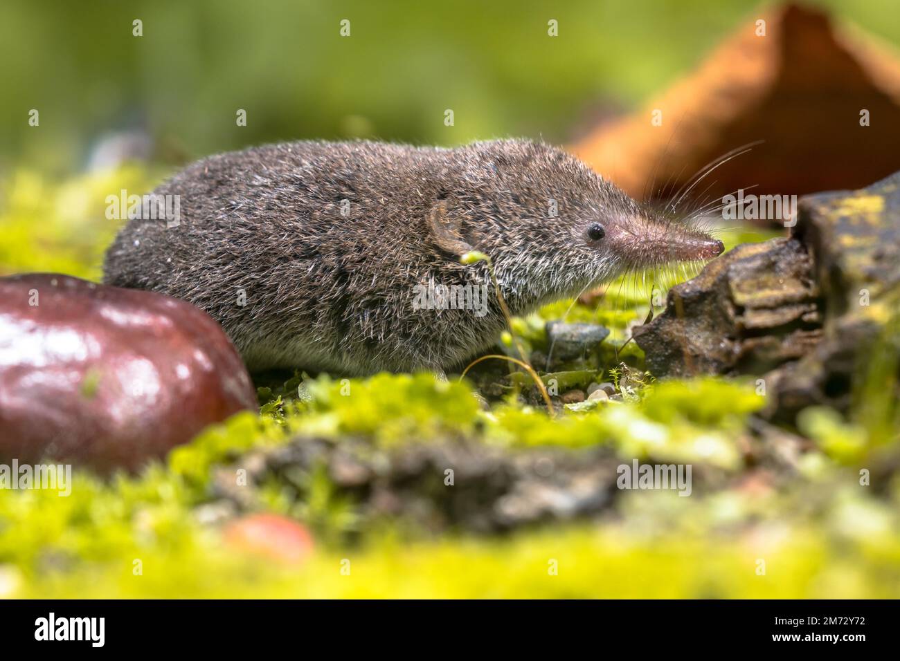 Cute Pygmy Shrew