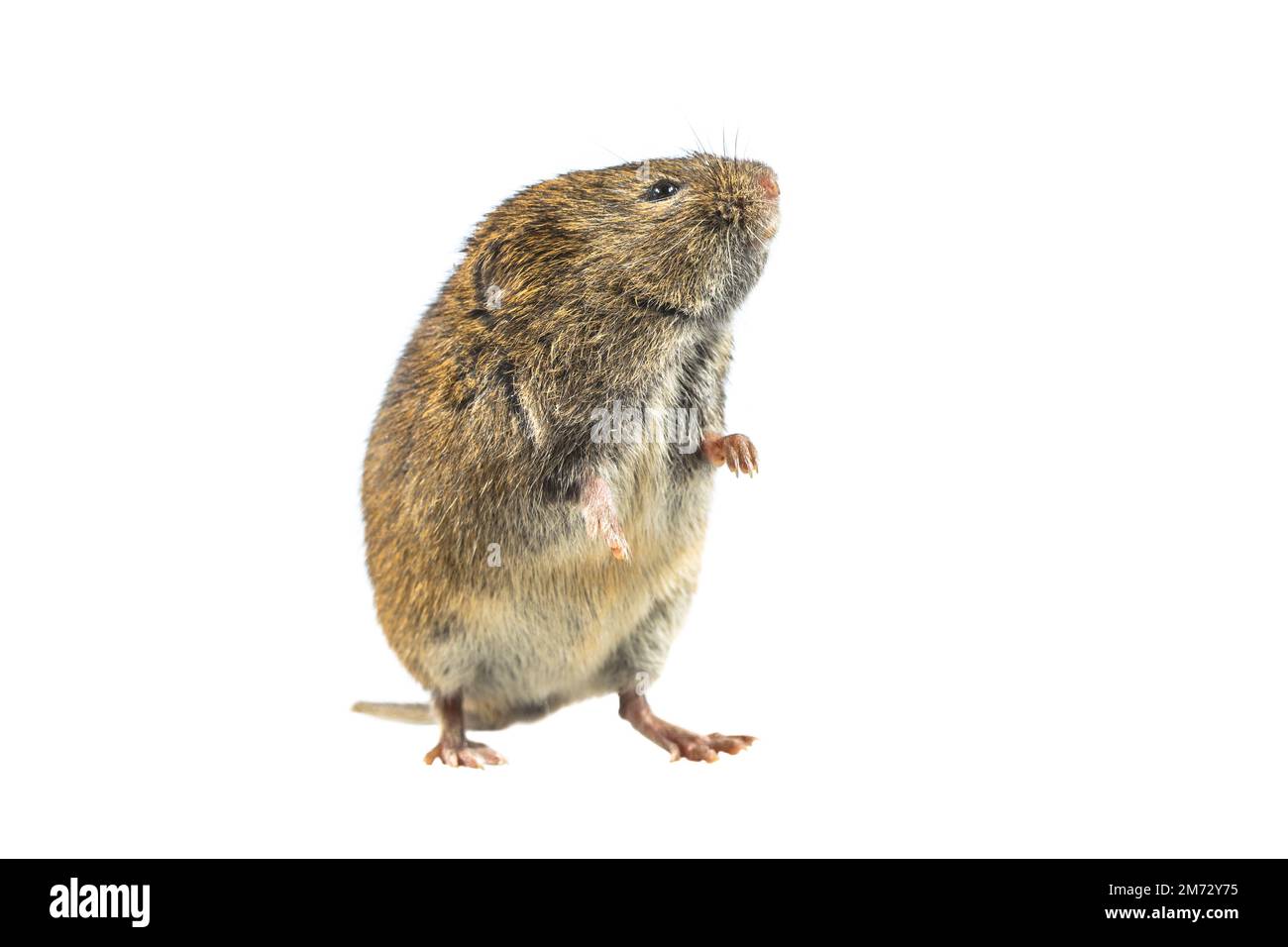 Field vole or short-tailed vole (Microtus agrestis). Small vole with ...