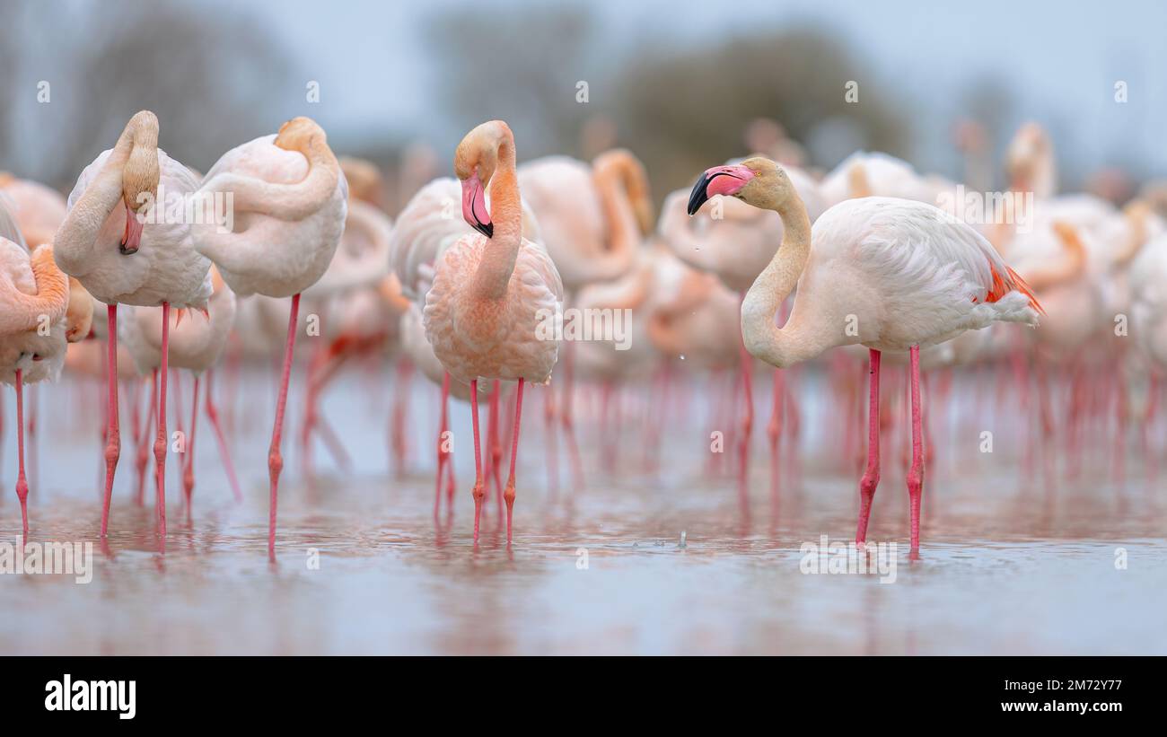 Greater flamingo (Phoenicopterus roseus) is the most widespread and ...