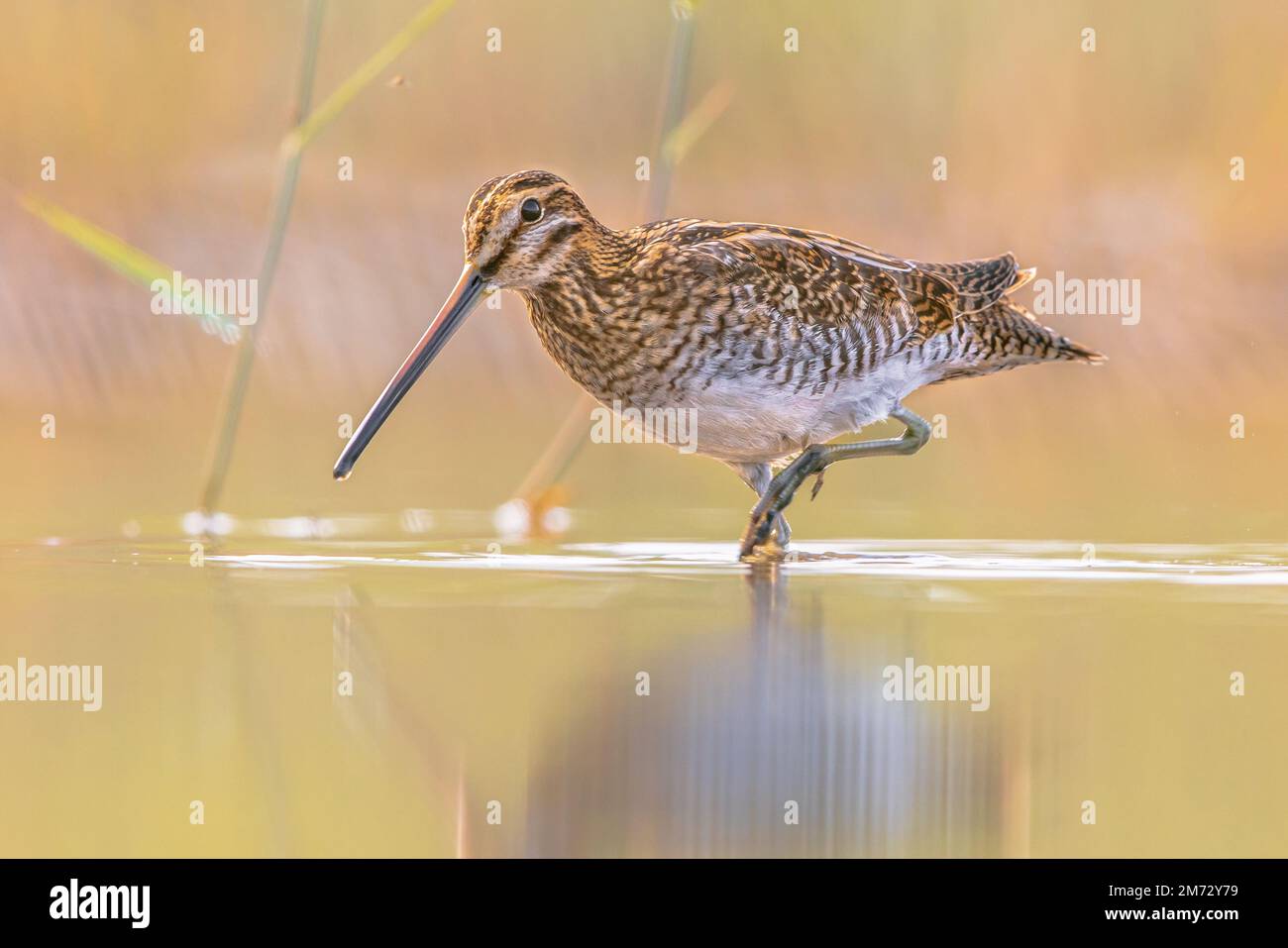 Common snipe (Gallinago gallinago) is a small, stocky wader bird native ...