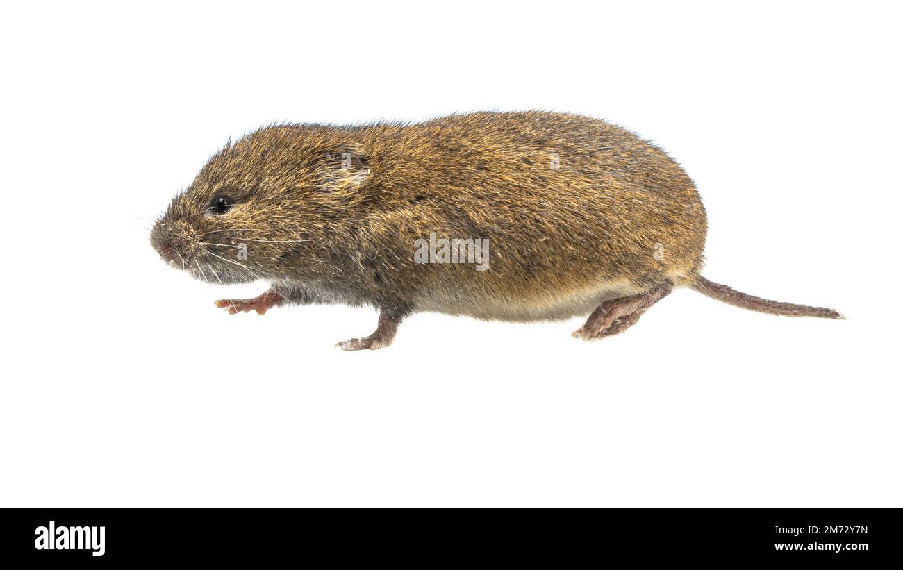 Side view Field vole or short-tailed vole (Microtus agrestis). Small ...