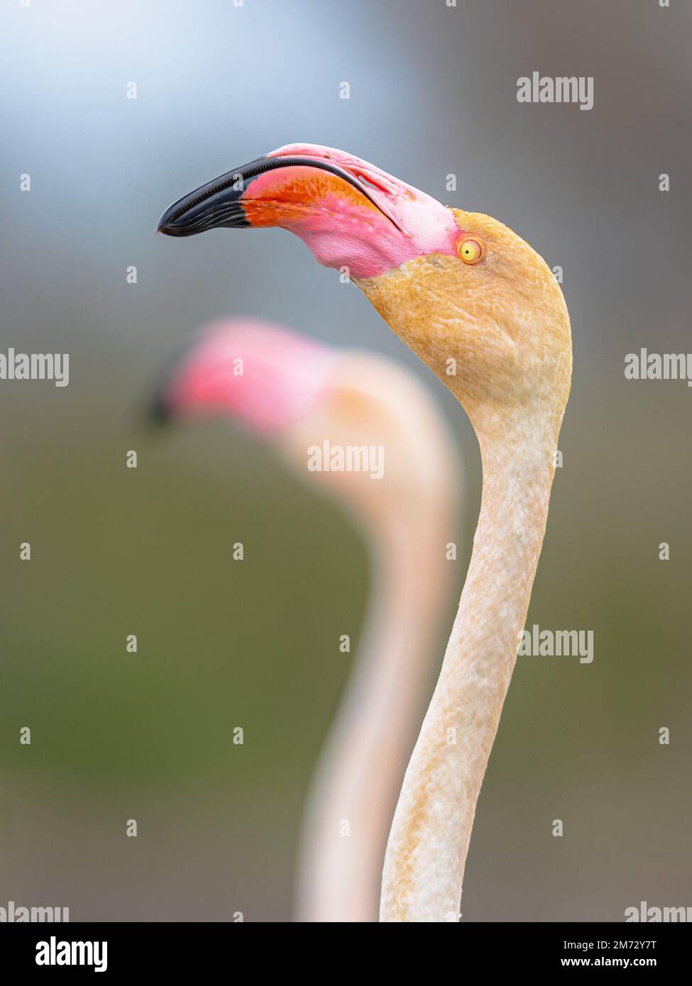 Greater flamingo (Phoenicopterus roseus) is the most widespread and ...