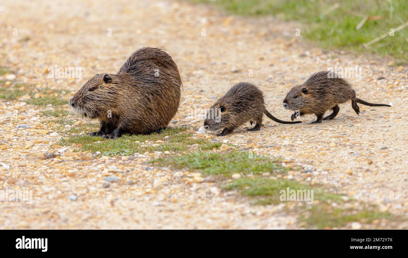 Beaver pup tail hi-res stock photography and images - Alamy