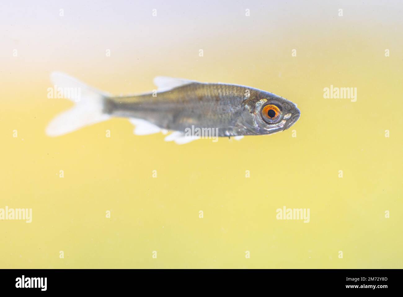 Sunbleak or Belica freshwater fish (Leucaspius delineatus). It has an ...