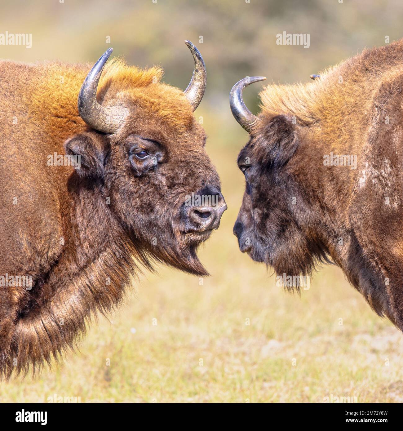 Nature scenen hi-res stock photography and images - Alamy