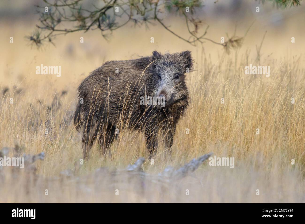 Wild boar (Sus scrofa). This animal is a suid native to much of Eurasia ...