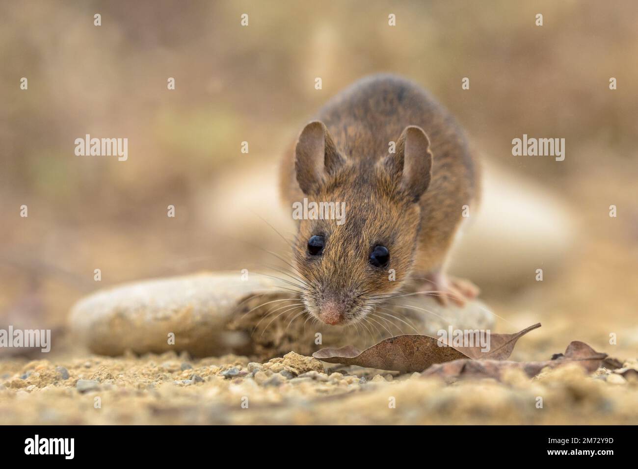 yellow-necked mouse (Apodemus flavicollis) sitting on rock and looking ...