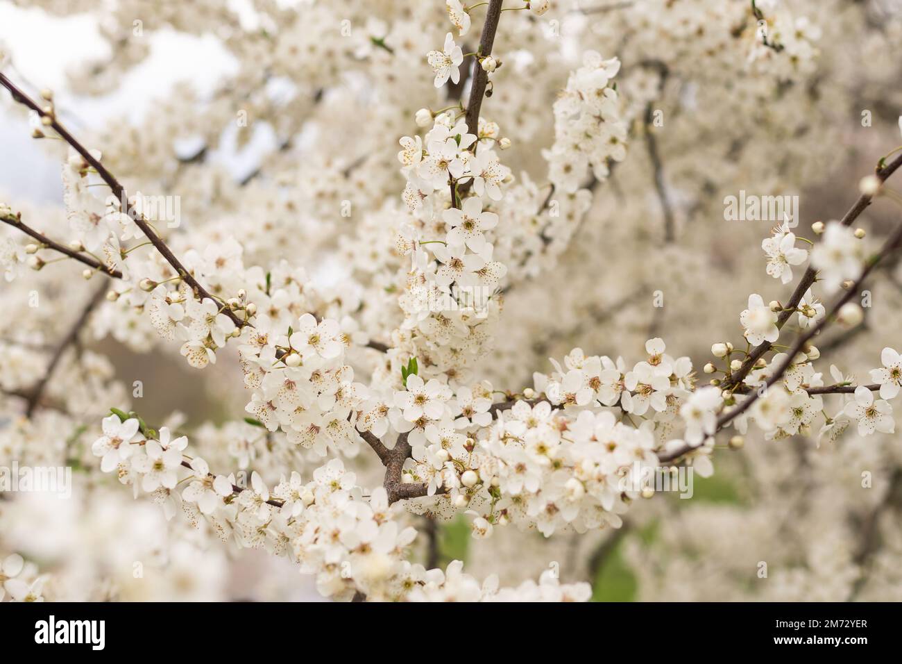 Fruit tree blossoms. Spring beginning background. Bokeh Stock Photo - Alamy