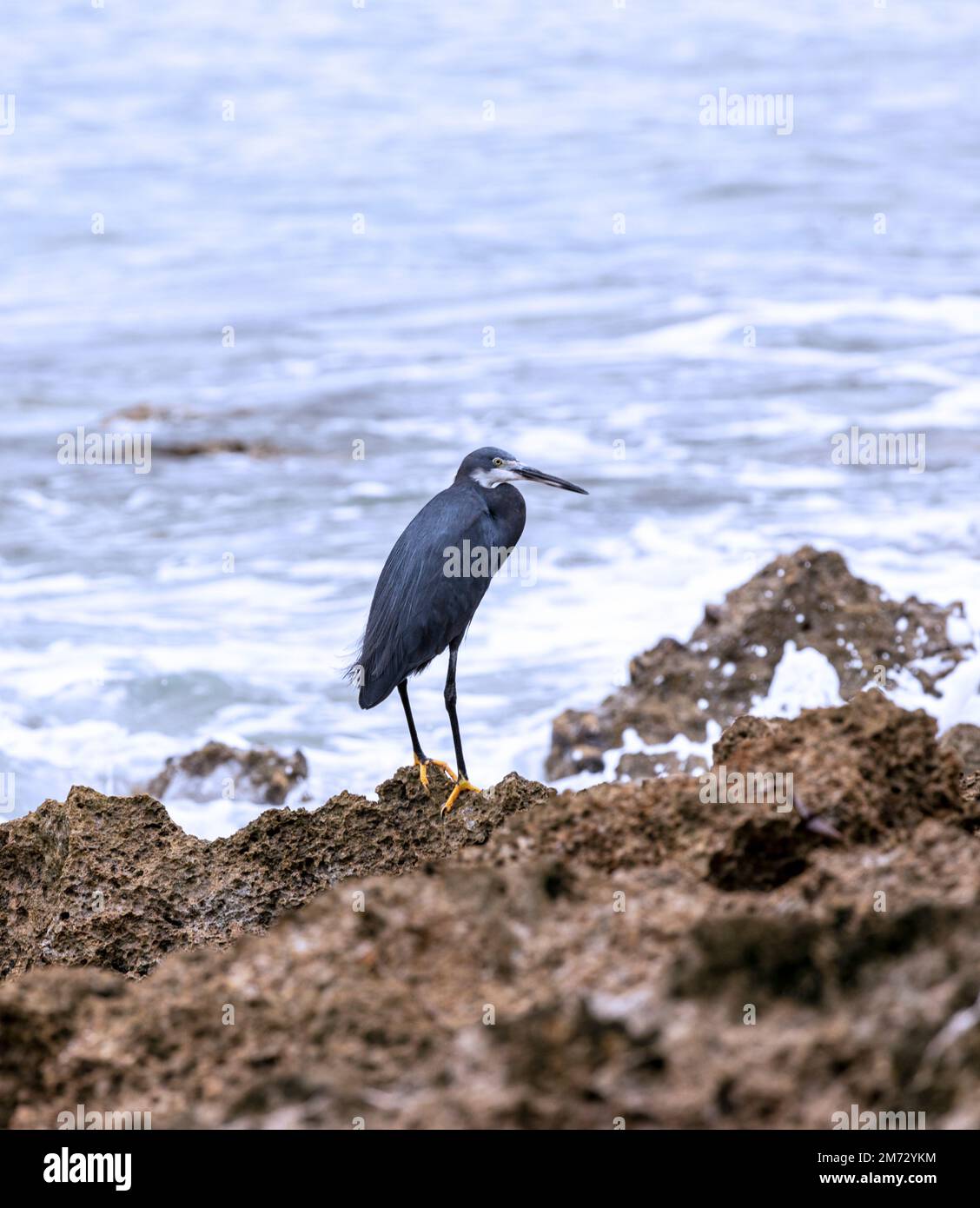 The Dimorphic or Reef Egret is mainly a bird of the coastal reefs along ...