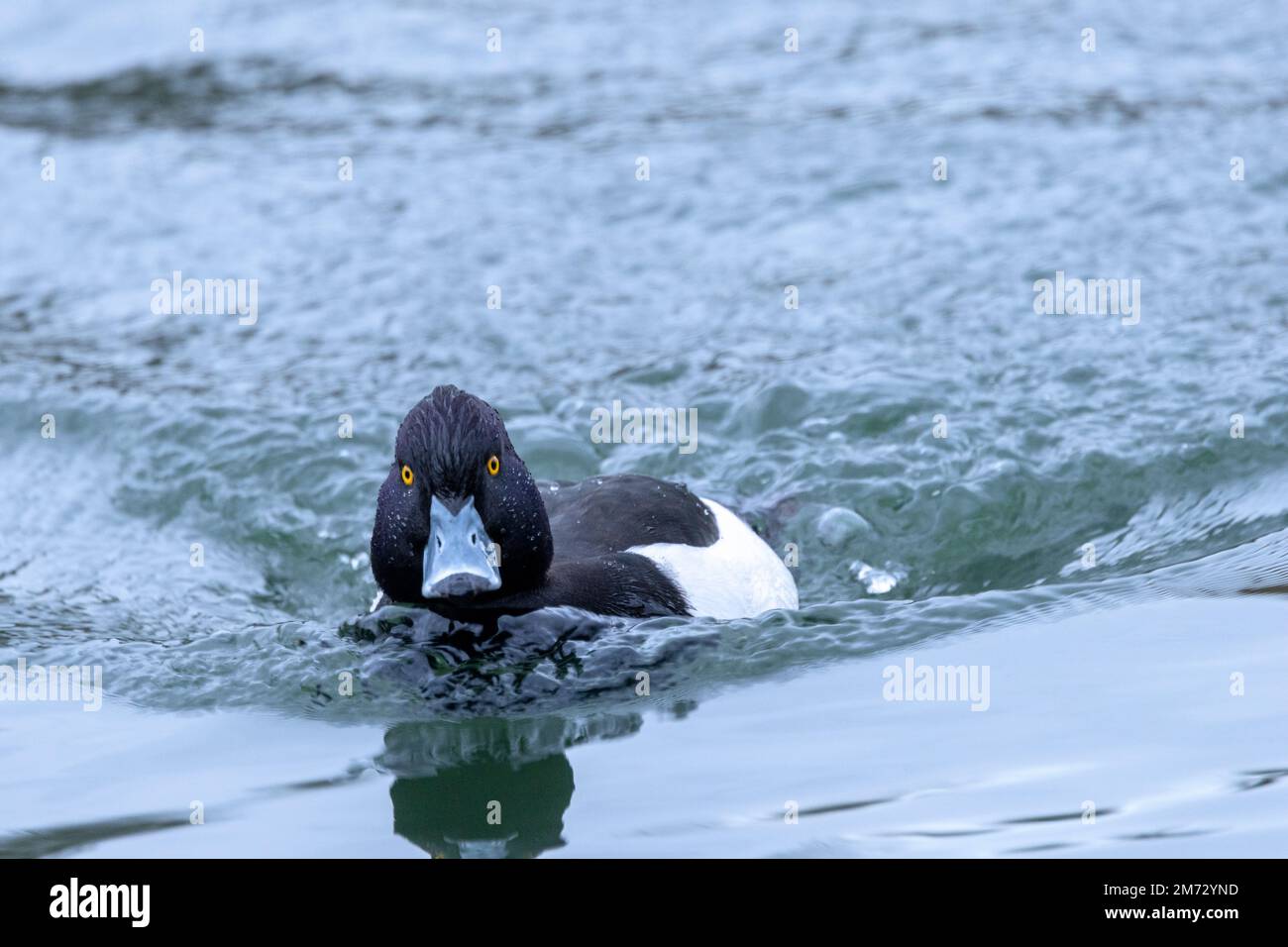 Tufted Duck are common and widespread around the inland waterways of ...