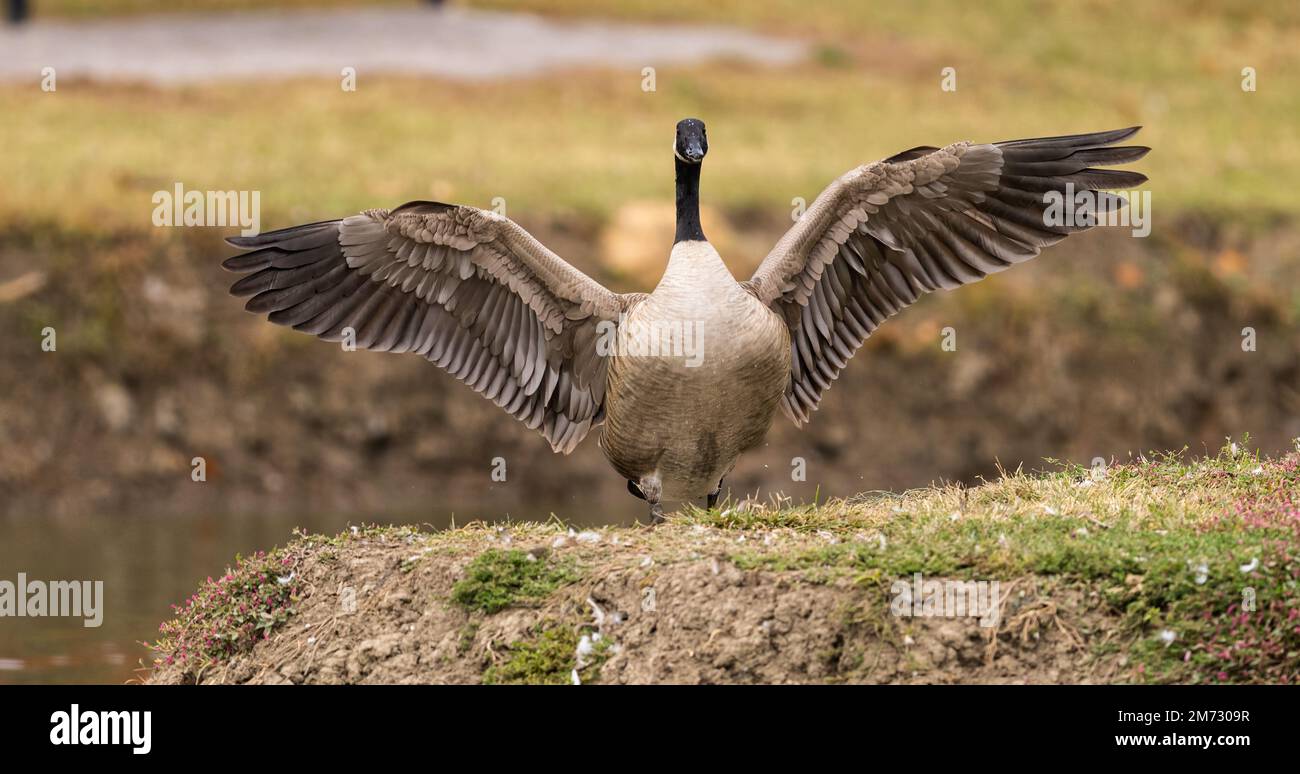 Outstretched wings hi-res stock photography and images - Alamy