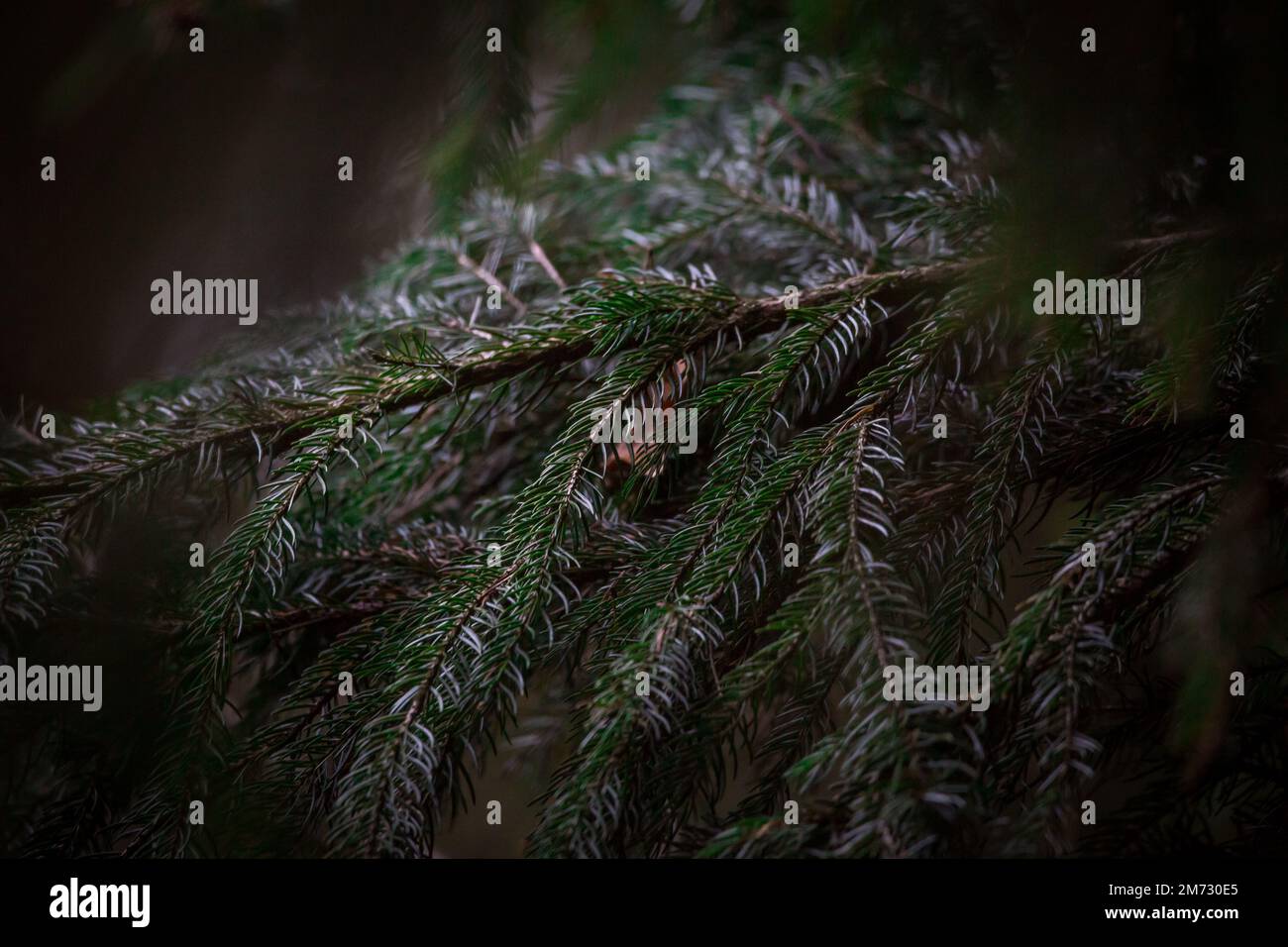 Outdoor evergreen tree hi-res stock photography and images - Alamy