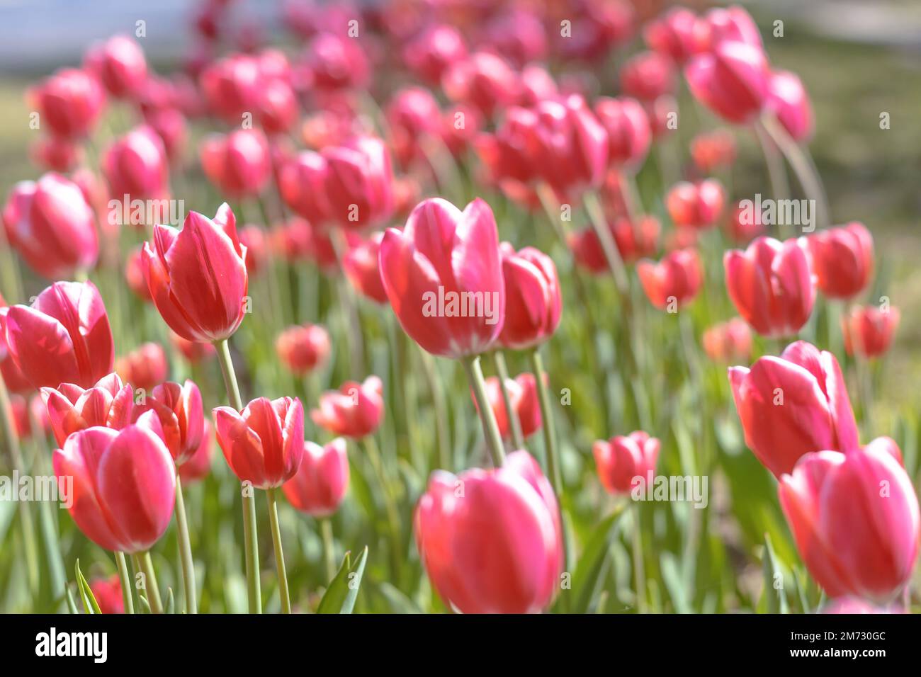 Many beautiful red tulips are lined up in a flower bed Stock Photo - Alamy