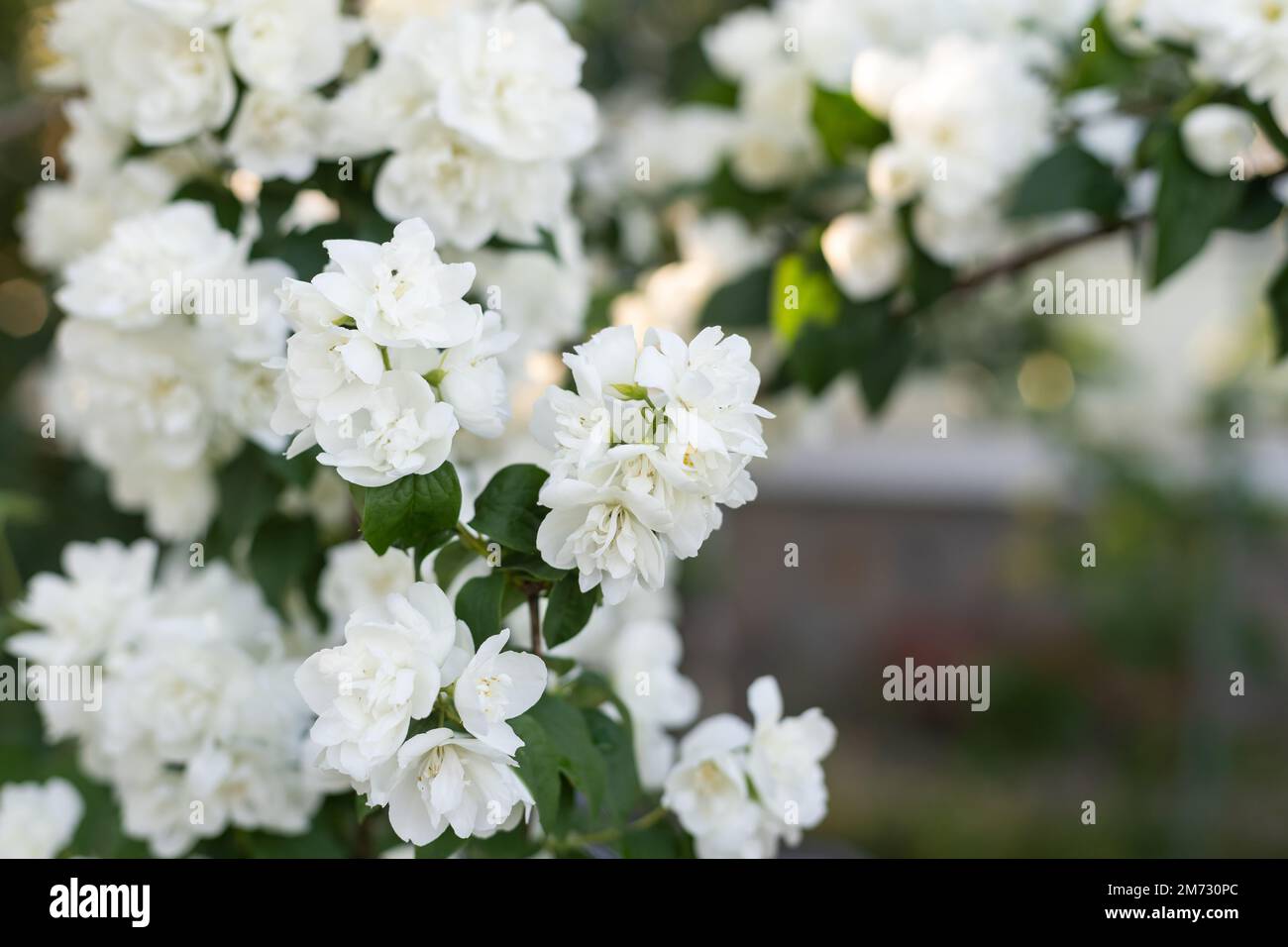 White Jasmine flower with green leaf nature background, fragrant smell ...