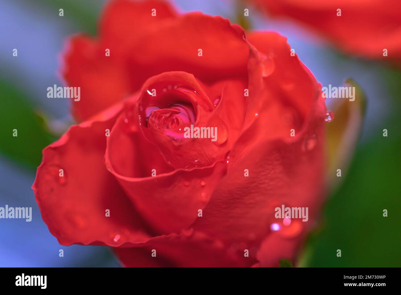 Macro photo of a red rose head with water drops on the petals Stock ...