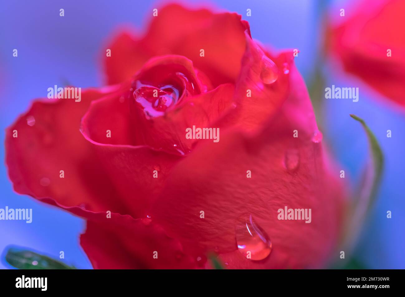 Macro photo of a red rose head with water drops on the petals Stock ...