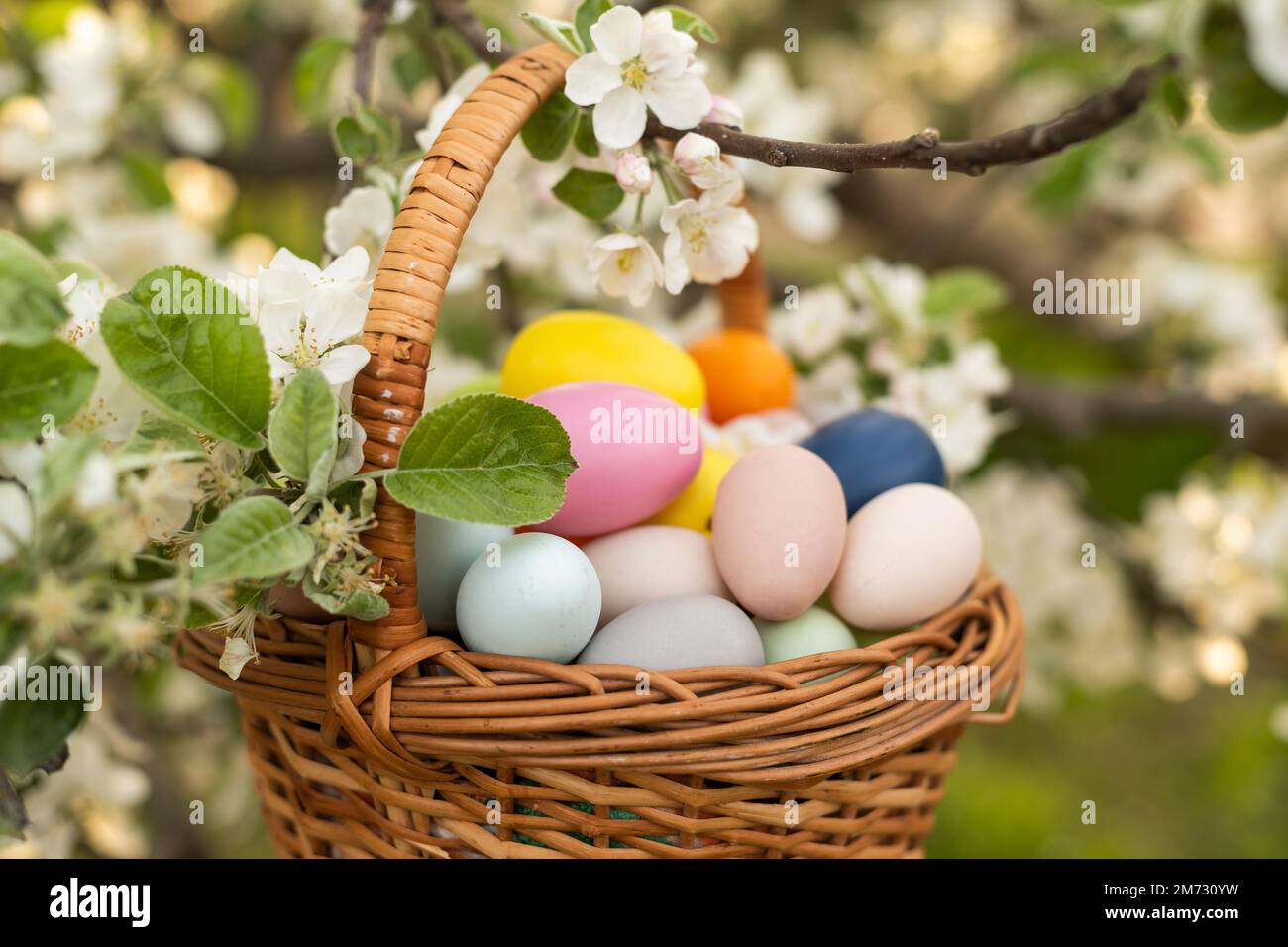 painted Easter eggs in basket on grass. Traditional decoration in sun ...