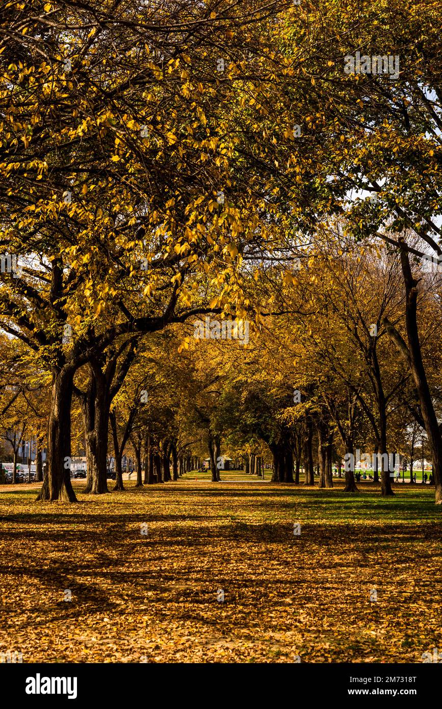 Autumn colours in the National Mall landscaped park, Washington, D.C ...