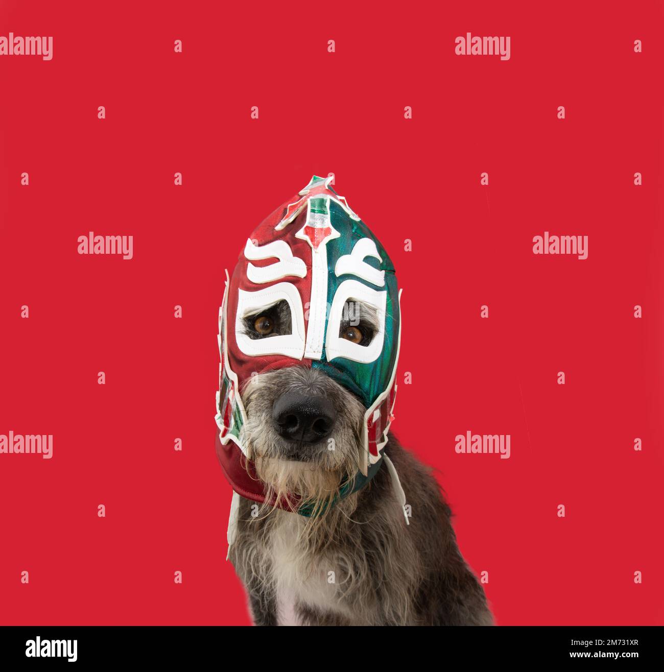 Dog celebrating carnival, halloween wearing a Mexican wrestler mask ...