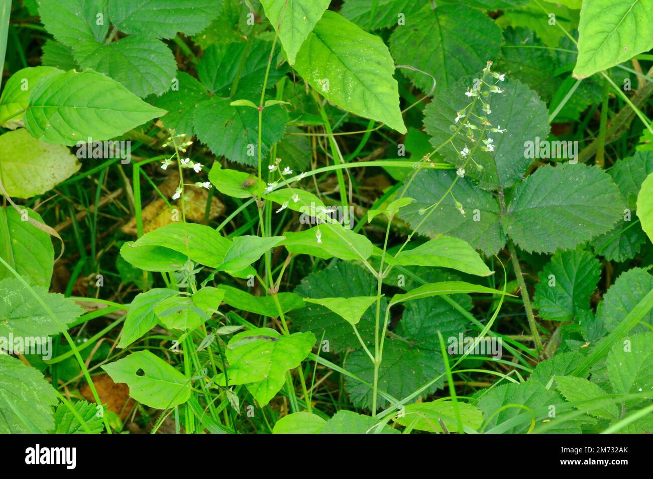 Enchanted Nightshade Circaea lutetiana Stock Photo - Alamy